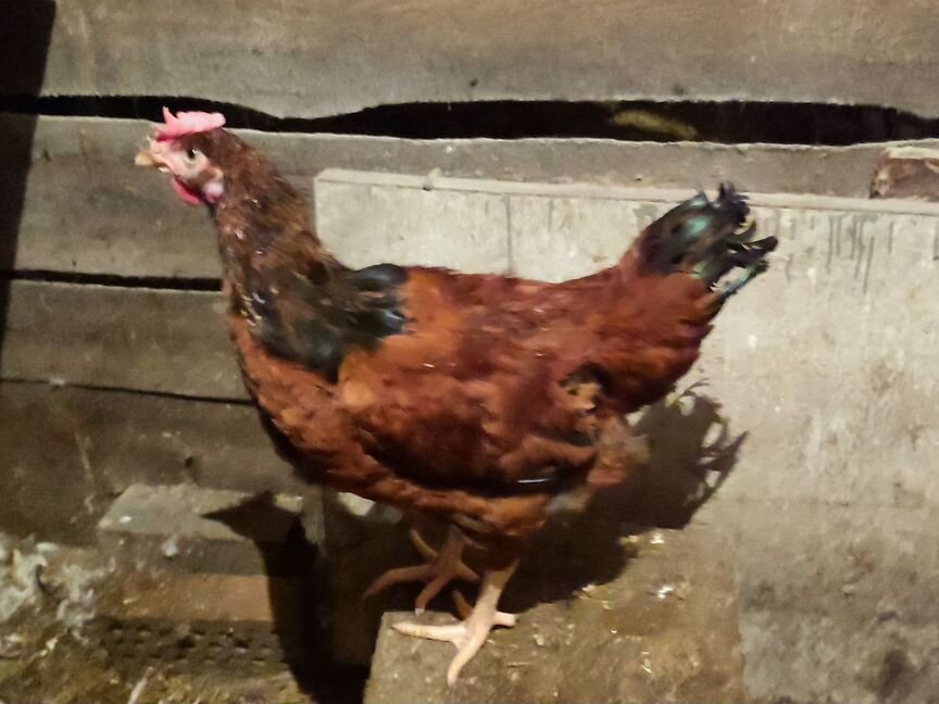 Молодые петухи