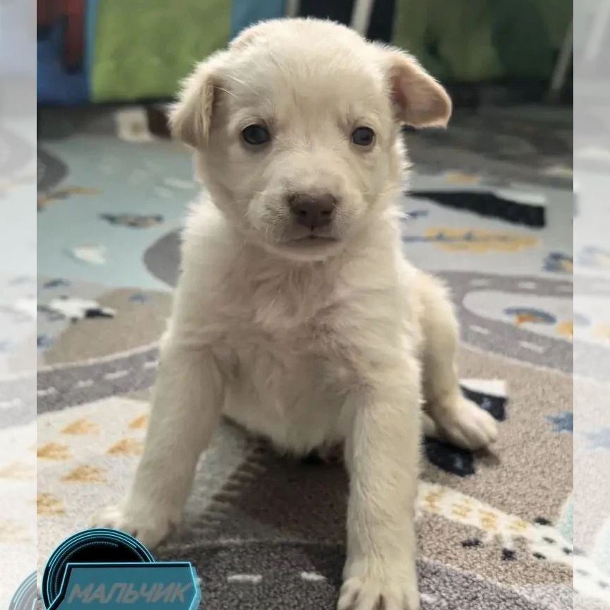 Щенок в добрые руки