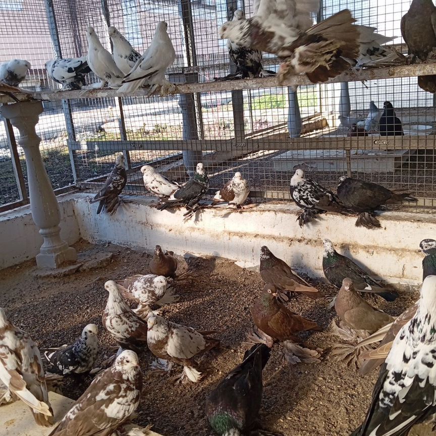 Продаются малоносые бойные голуби северногокавказа