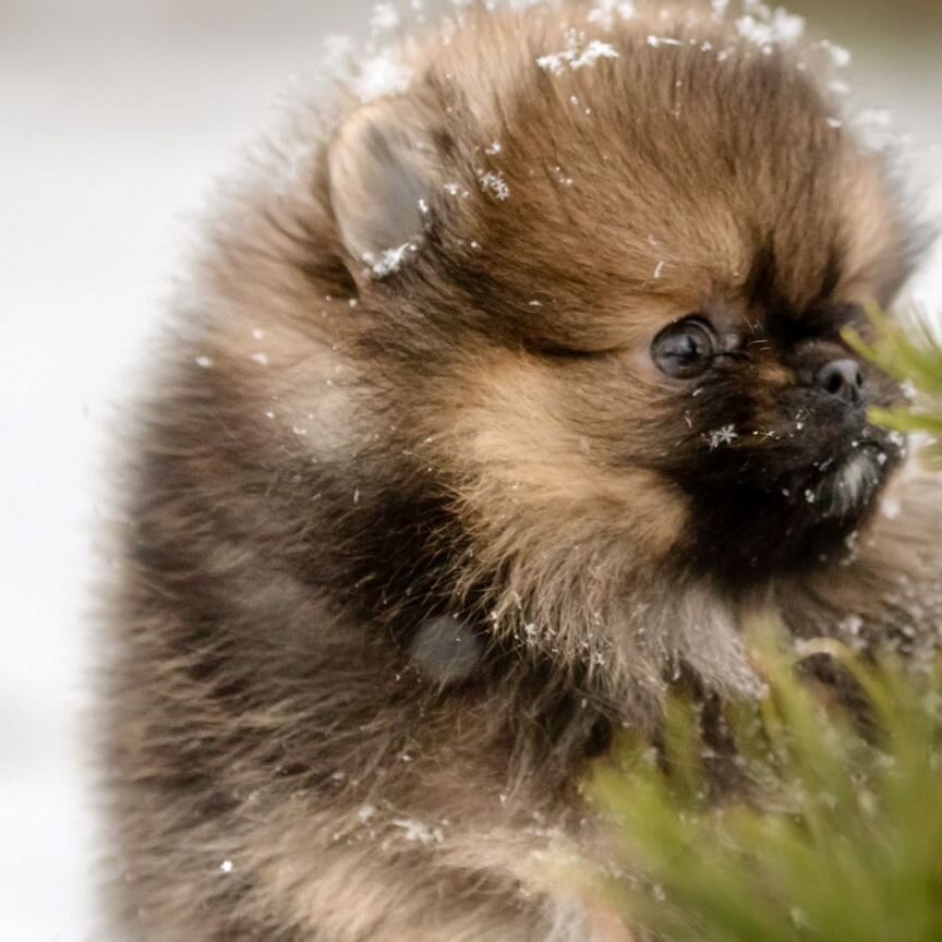 Померанский шпиц, щенок