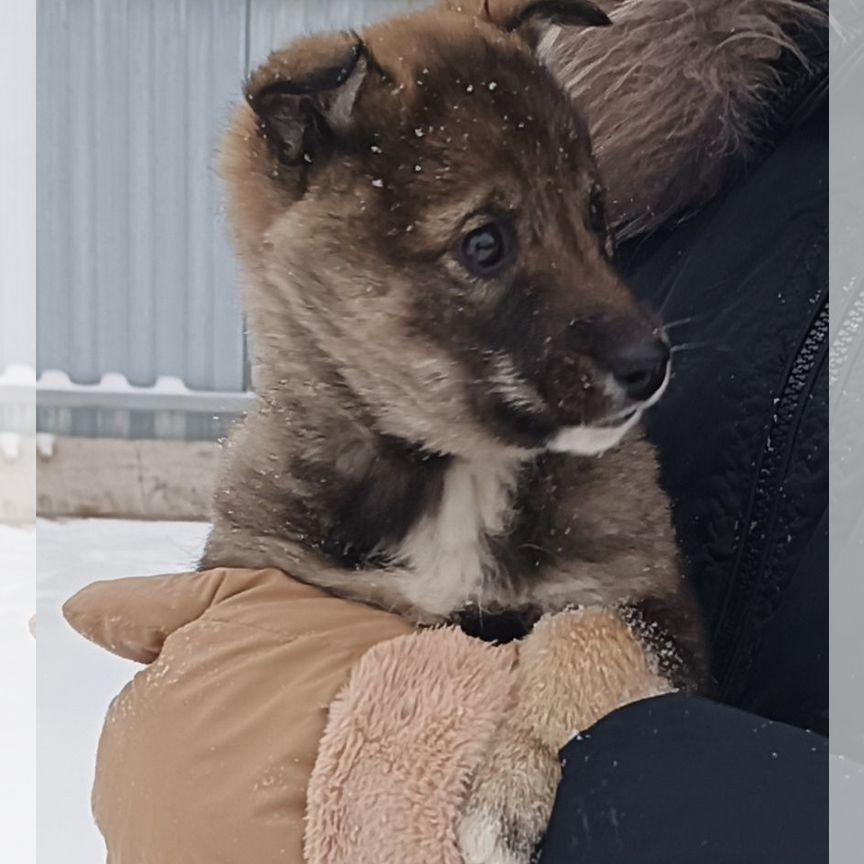 Щенки западно сибирской лайки