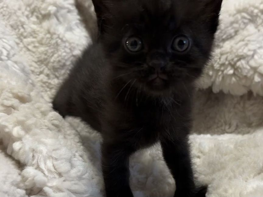 Котенок мальчик и девочка
