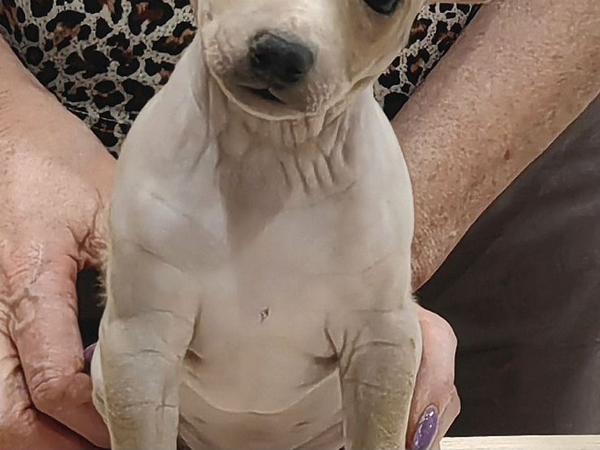 Агт(щенки) Бархатный ковбой