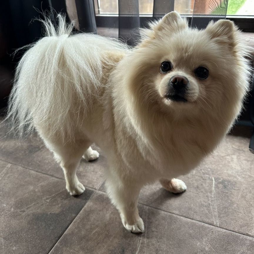 Померанский шпиц