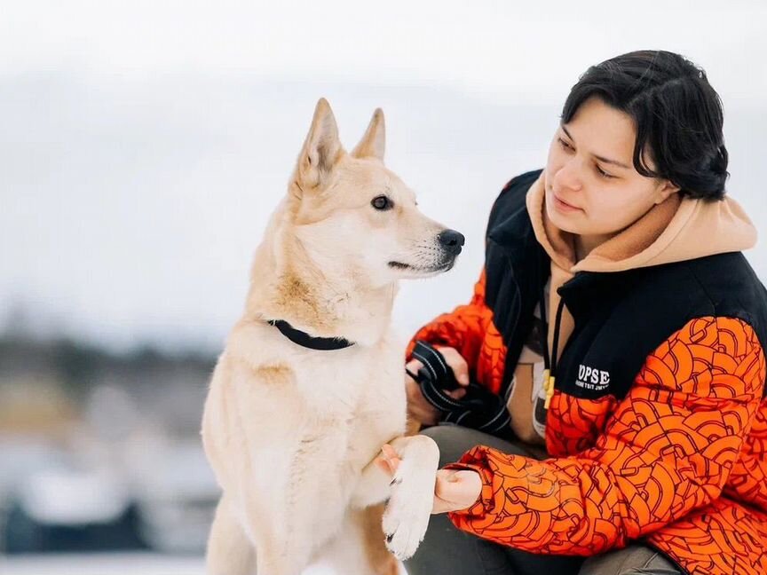 Собака в добрые руки отдам бесплатно