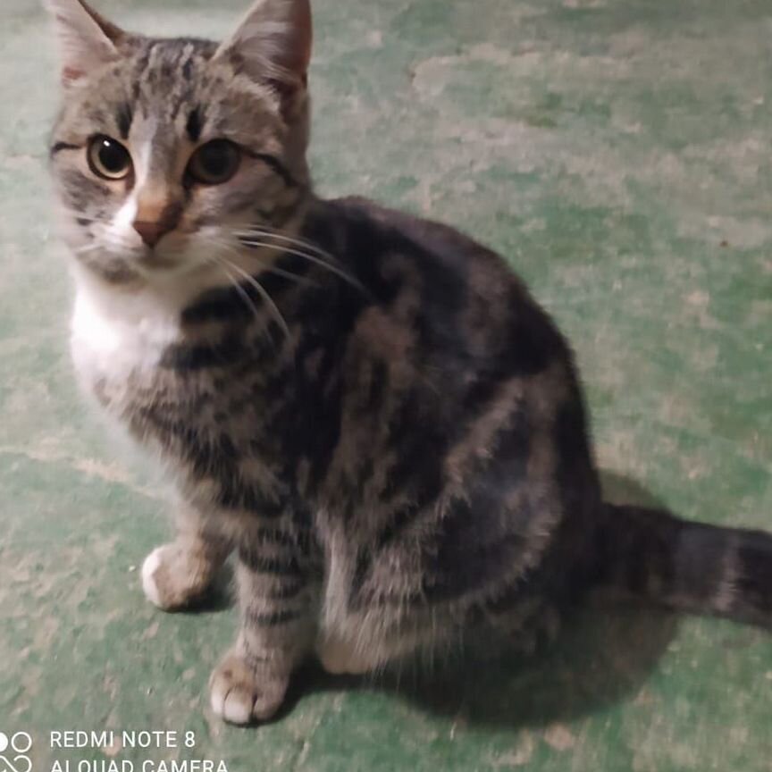 Котенок в беде