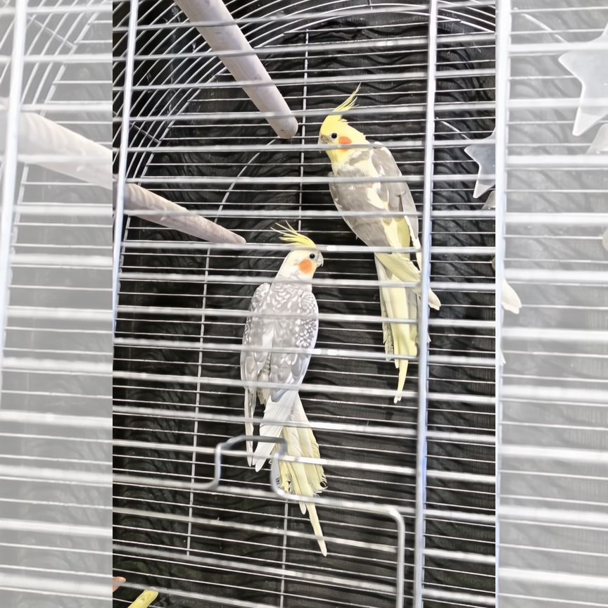 Попугай корелла