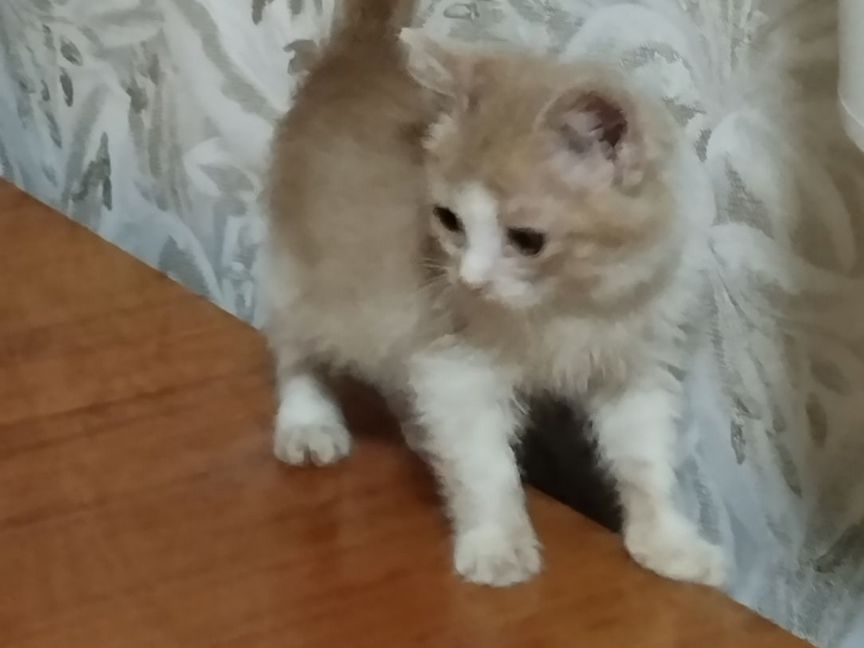 Рыжий котик, игривый, ласковвй