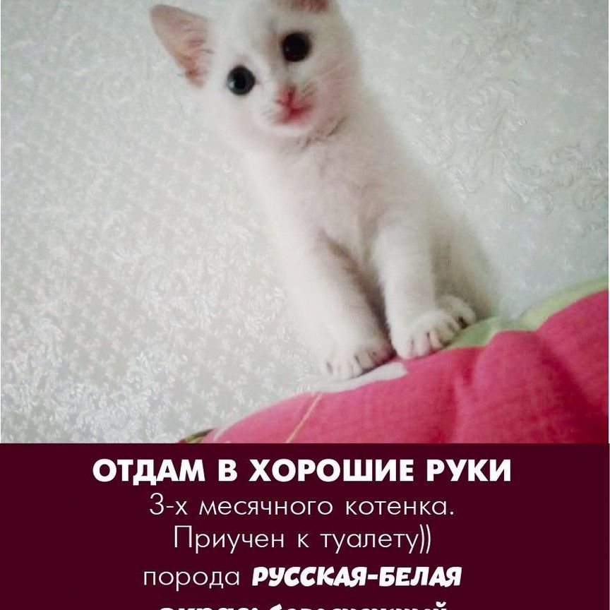 Русская белая кошка