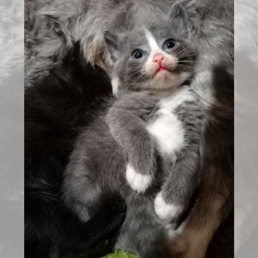 Сибирский котёнок