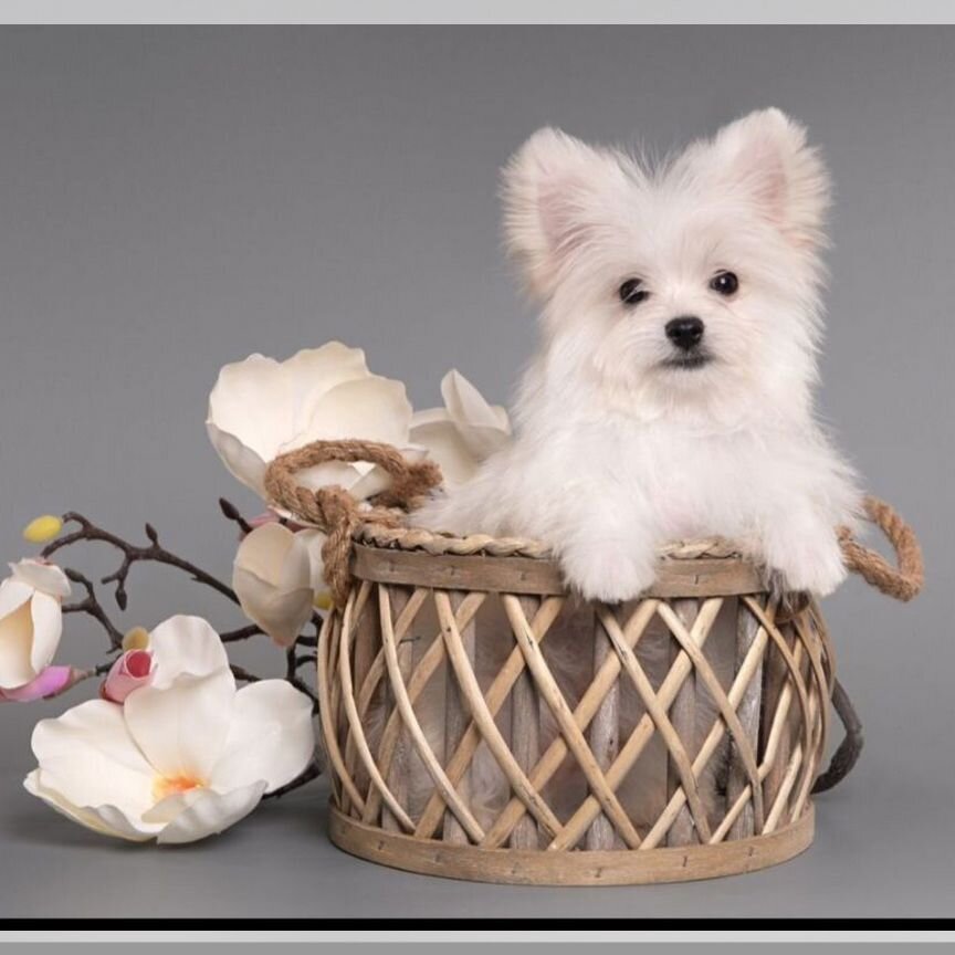 Мальтипом- микромальчик