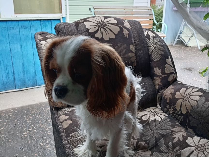 Кинг чарльз спаниель