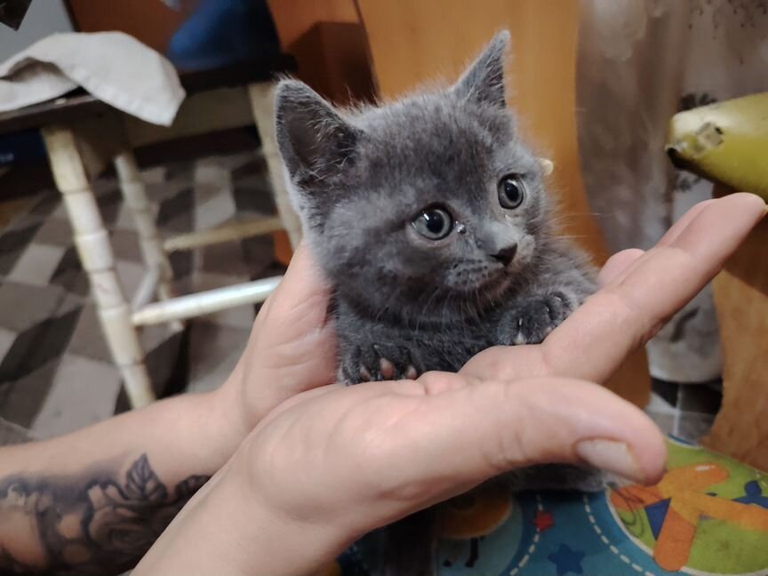 Кошечка чистый британец, осталась одна