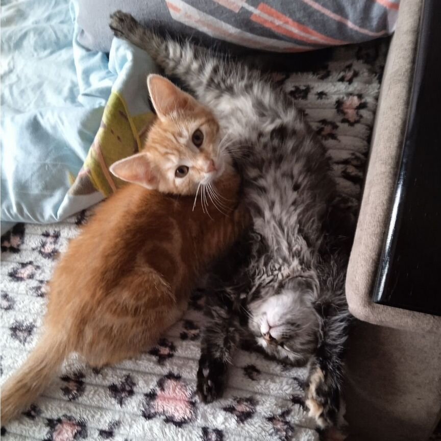 Котёнок в добрые руки