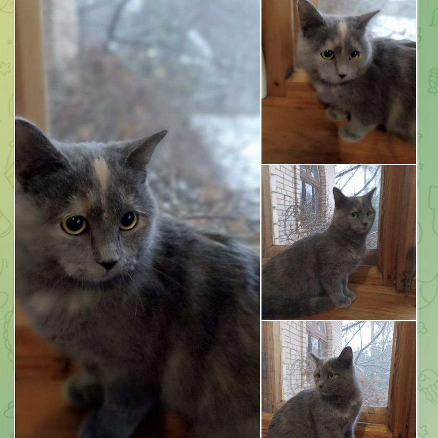 Котята в добрые руки девочка