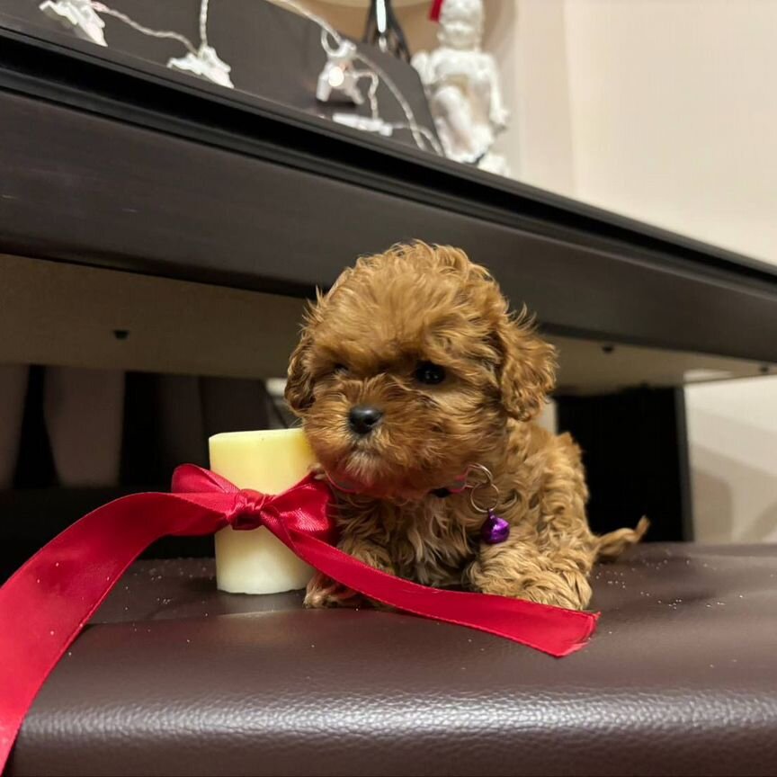 Кавапу мини mini