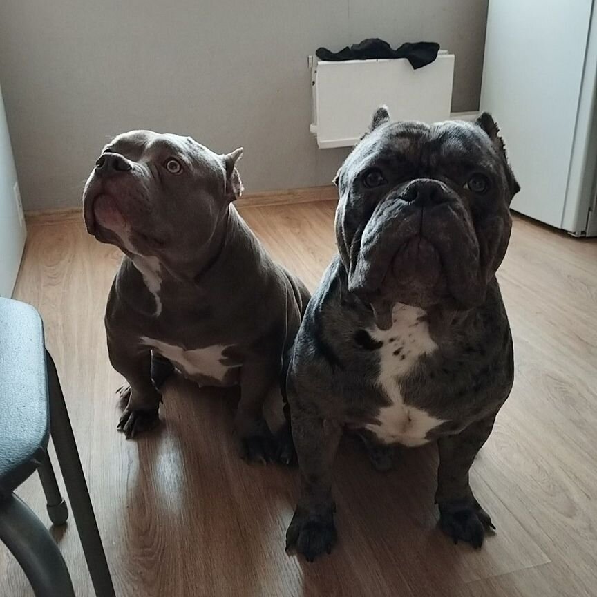 Американский булли покет девочка и мальчик