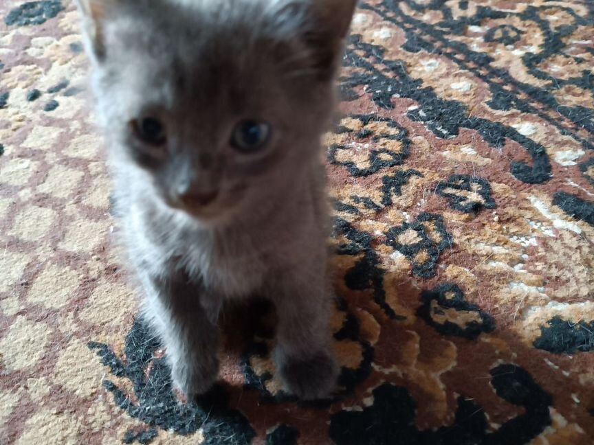 Кошка