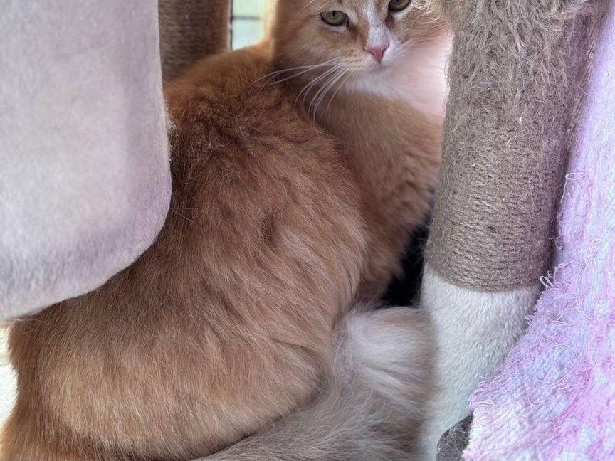 Кошка Мая ждет вас в приюте
