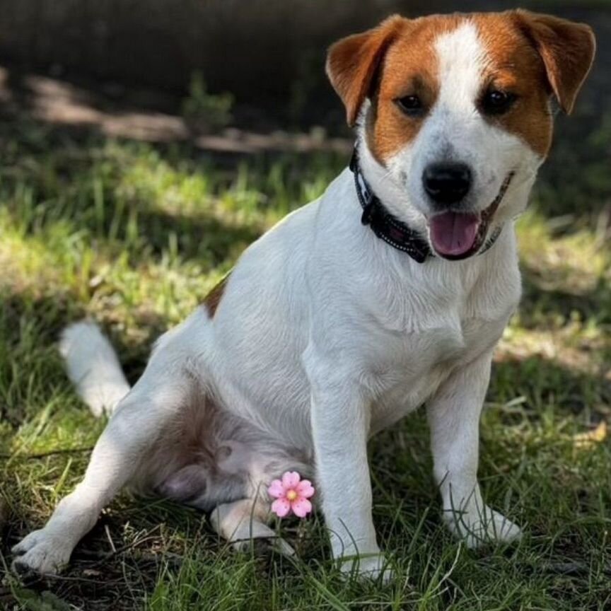 Джек-рассел-терьер, взрослый пёс