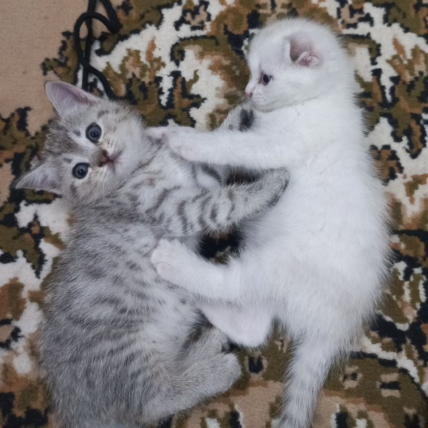 Шотландские котята