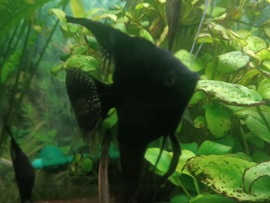 Скалярии.Черный мрамор