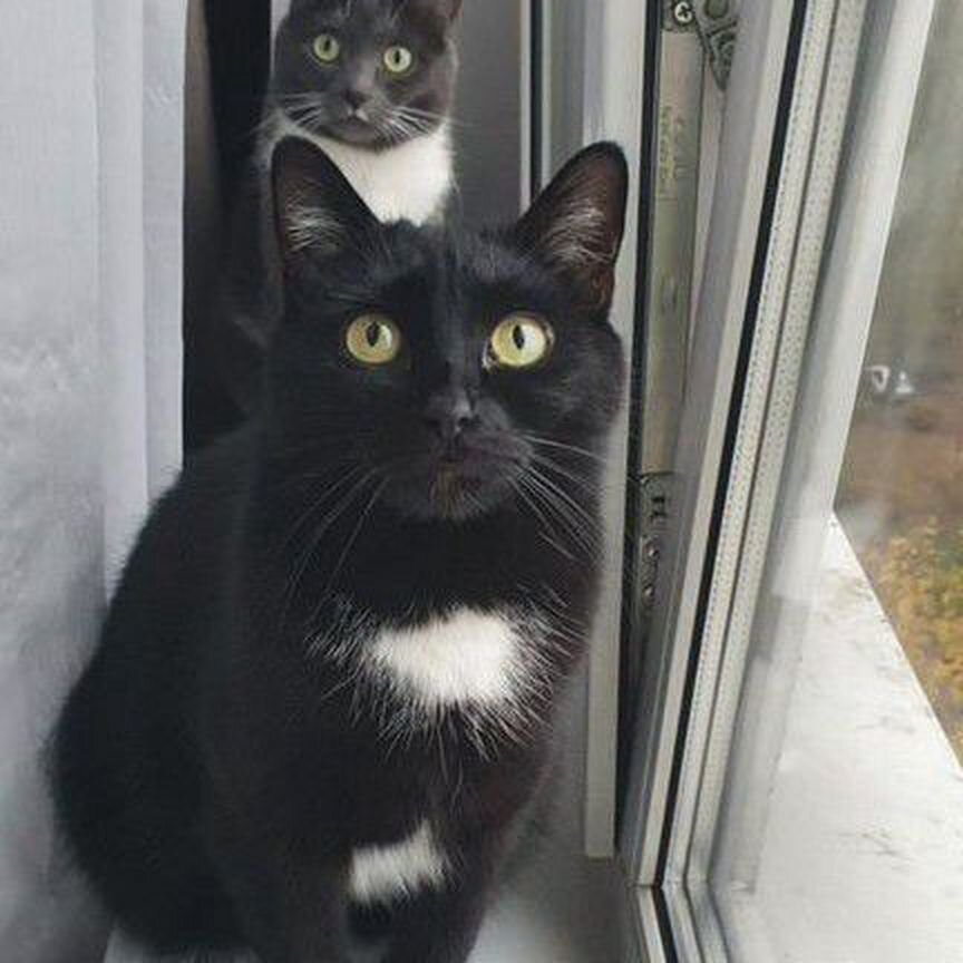 Кот Кубик и кошка Буся