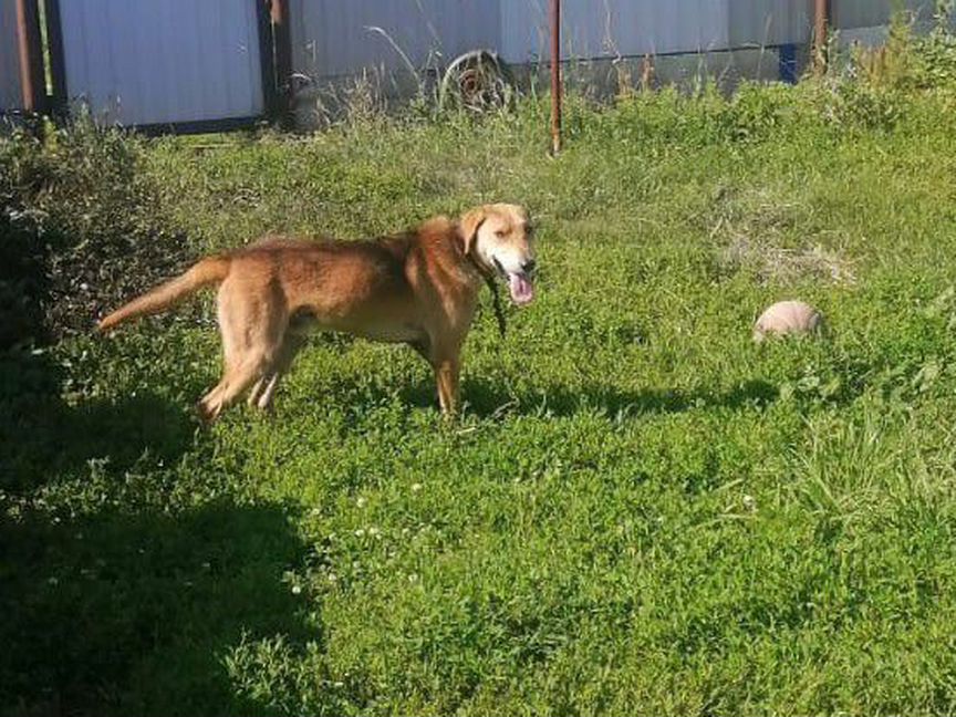 Охотничьи собаки