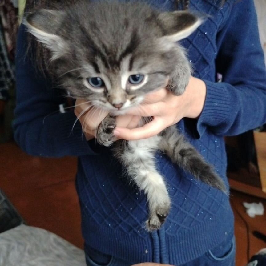 Ориентальный котёнок