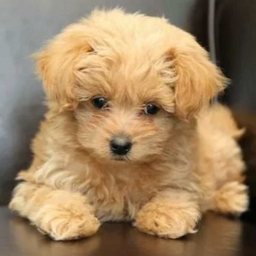 Щенки помапу