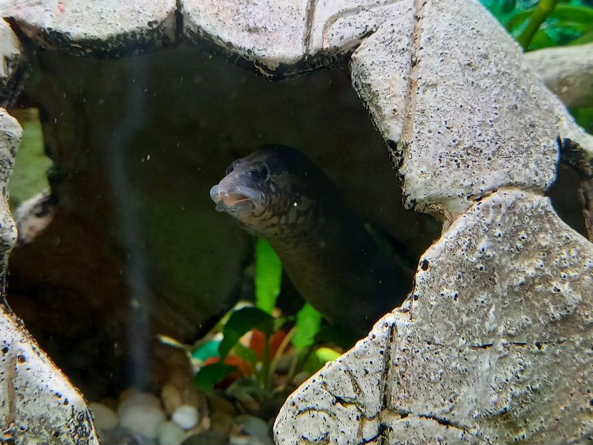 Аквариумные рыбки мастоцембел