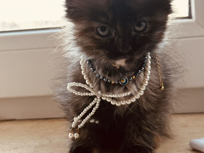 Котенок