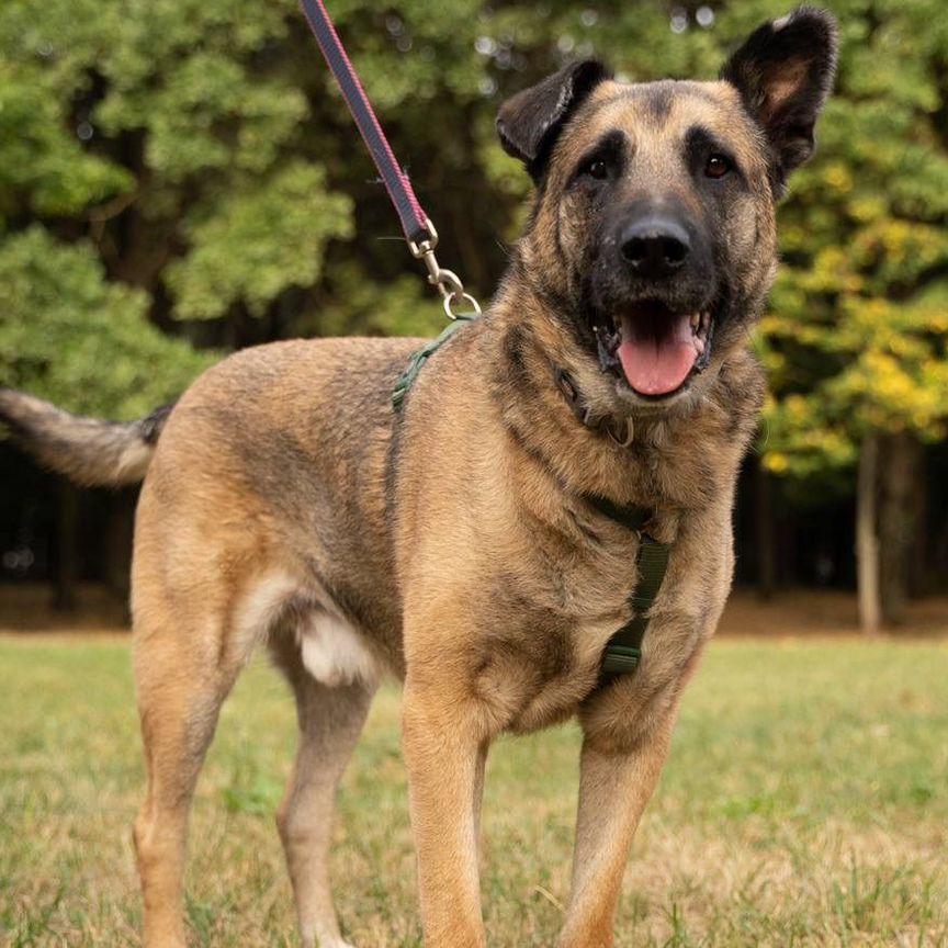 Взрослый пёс в добрые руки