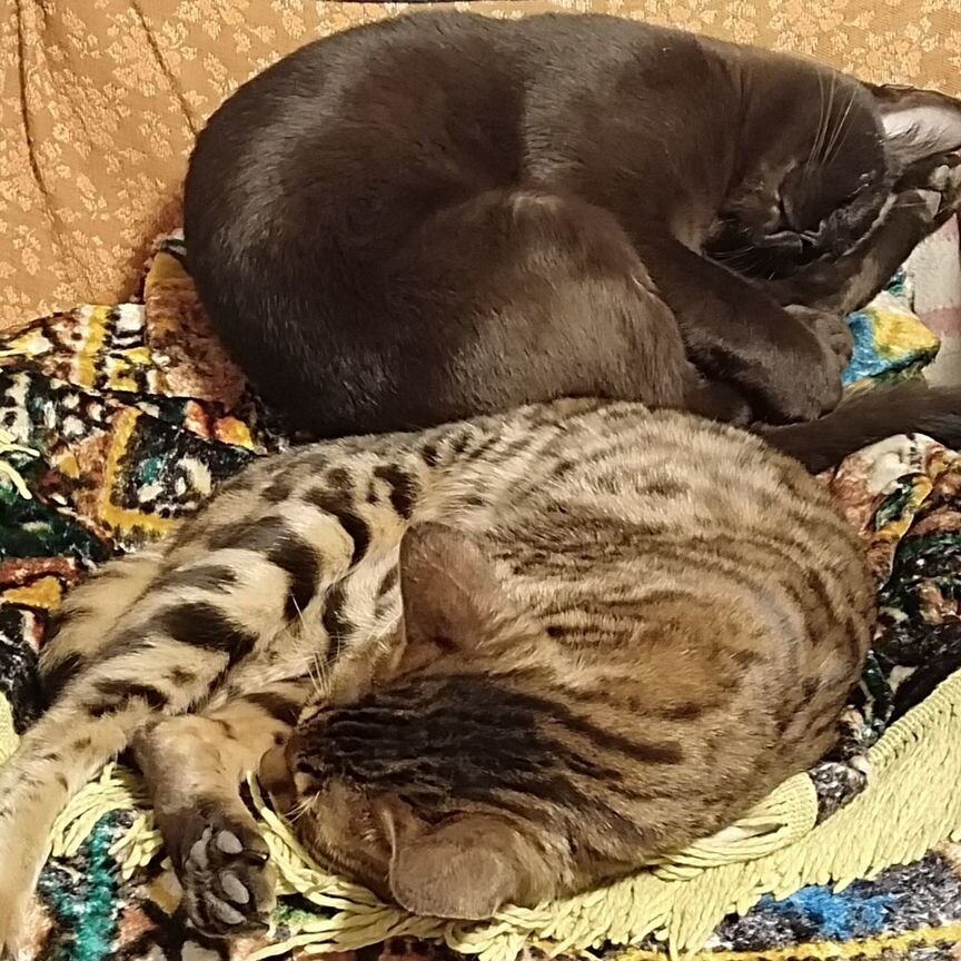 Европейский бурманский кот, взрослый