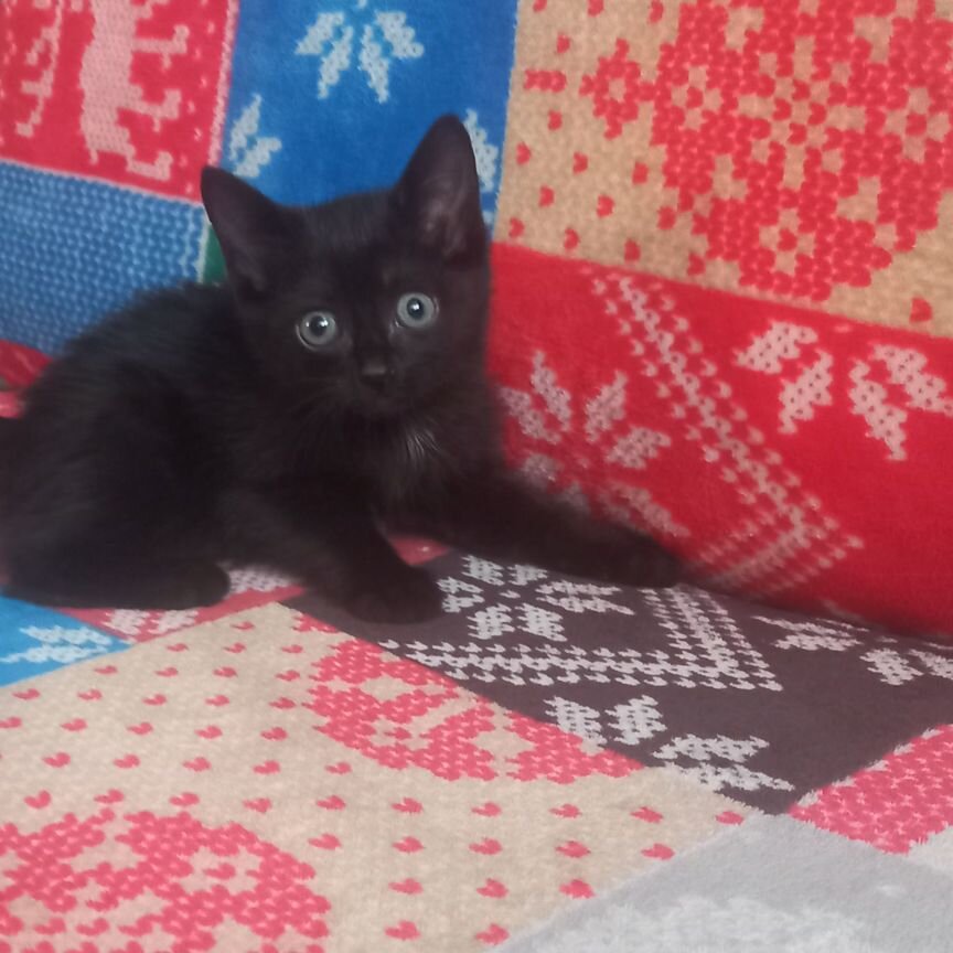 Котики обормотики