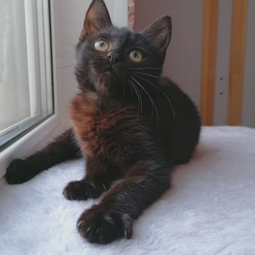 Черный котёнок девочка 3 мес