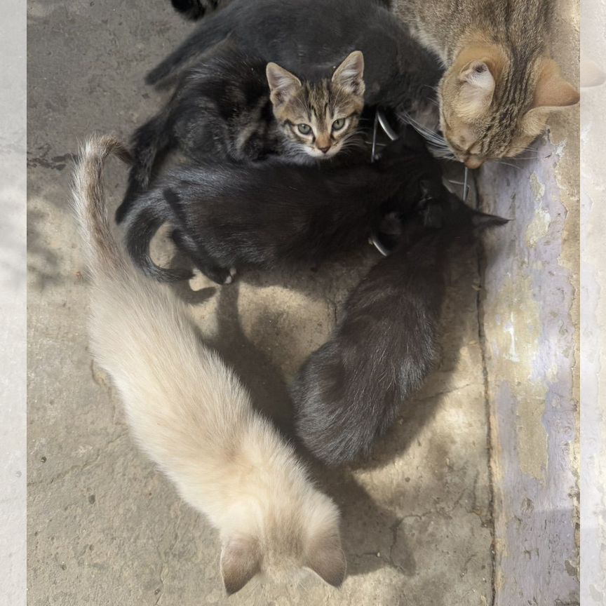 Котята ищут дом