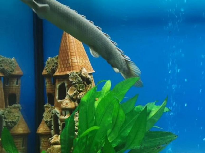 Полиптерус сенегальский