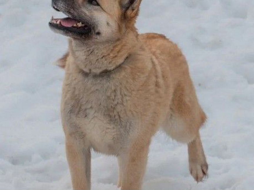 Идеальная собака для семьи ищет семью