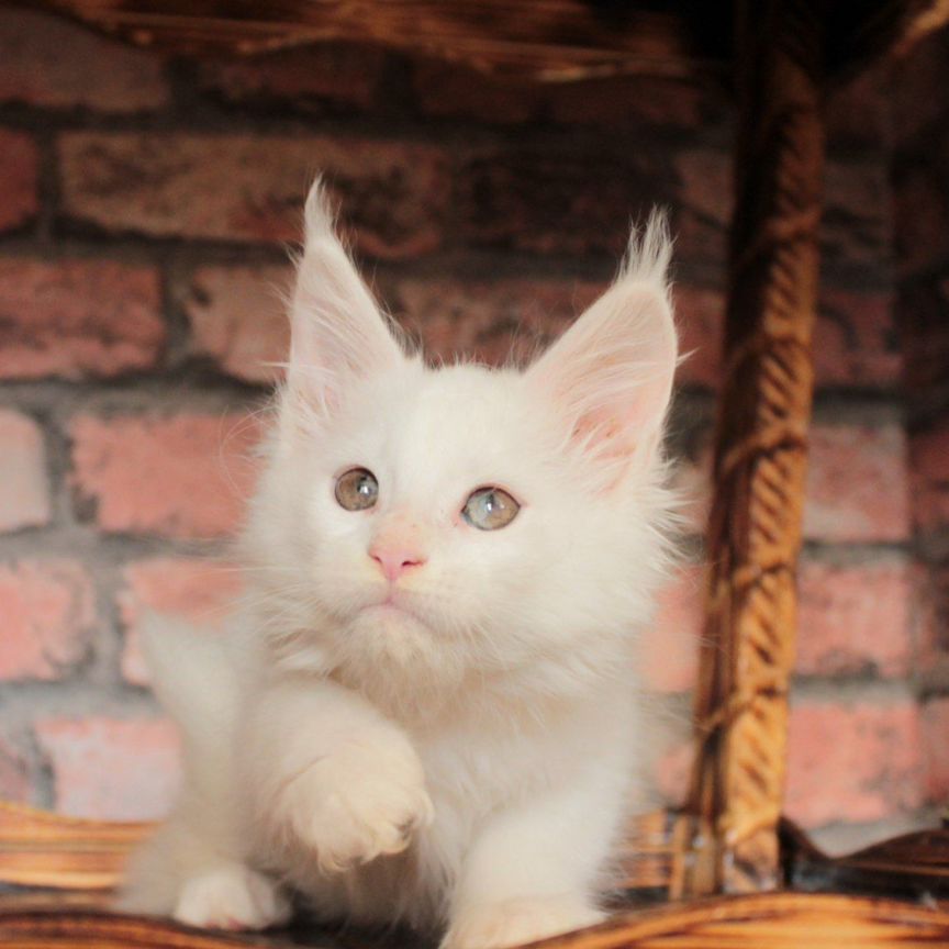 Чистокровная девочка с уникальными глазами