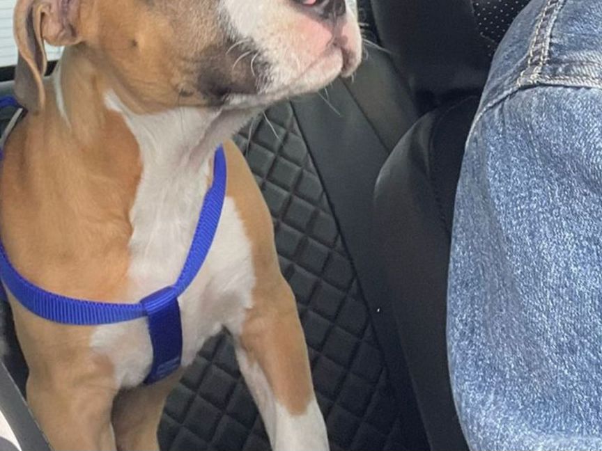 Стаффордширский терьер