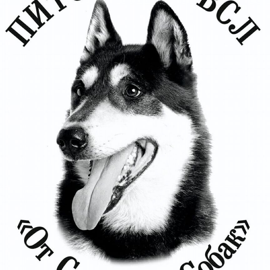 Щенки восточно-сибирской лайки