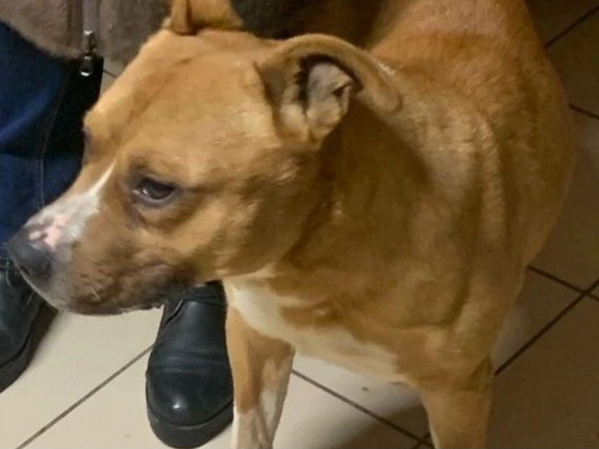 Собака в беде в добрые руки