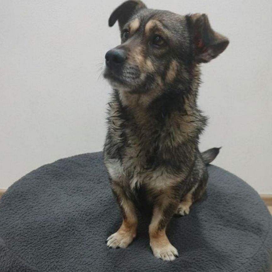 Взрослый пёс в добрые руки