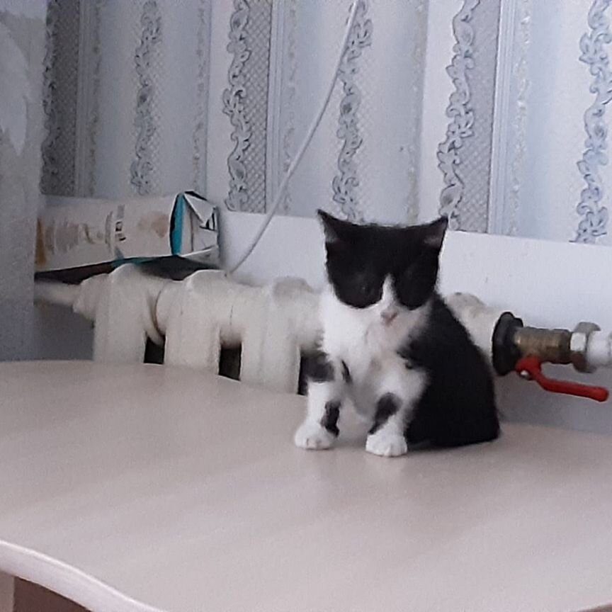 Маленький котик