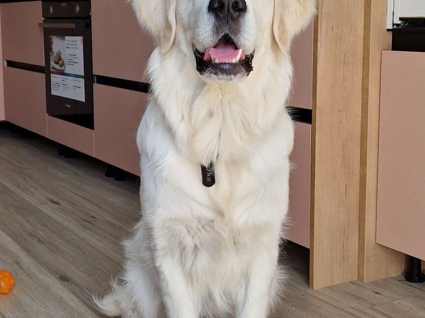 Золотистый ретривер собака