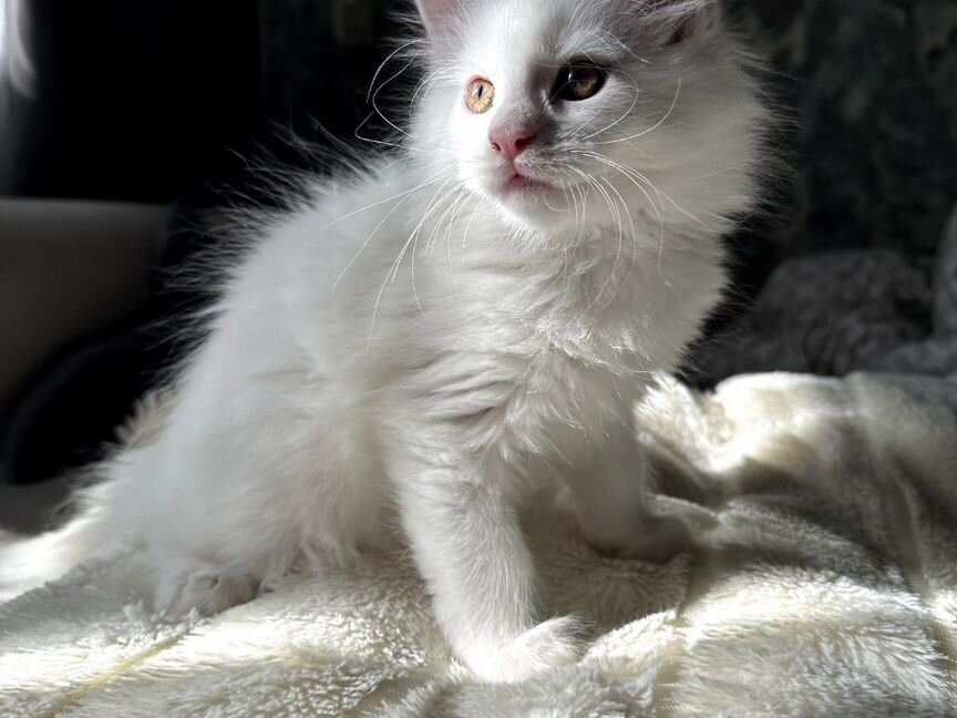 Котята мейн-кун