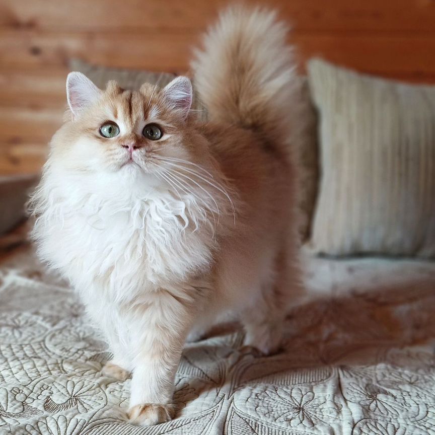 Британский котик by 12 в разведение