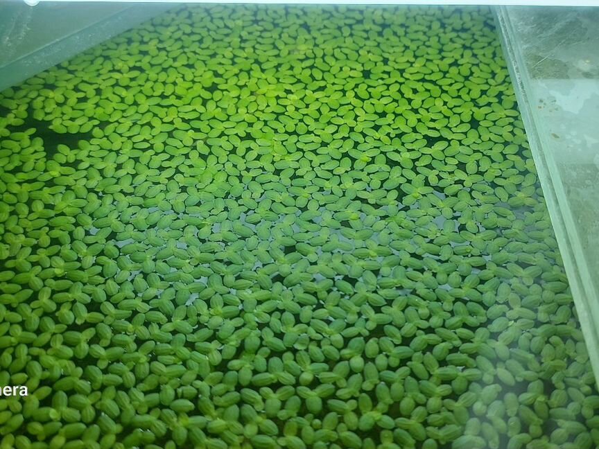 Ряска в аквариум