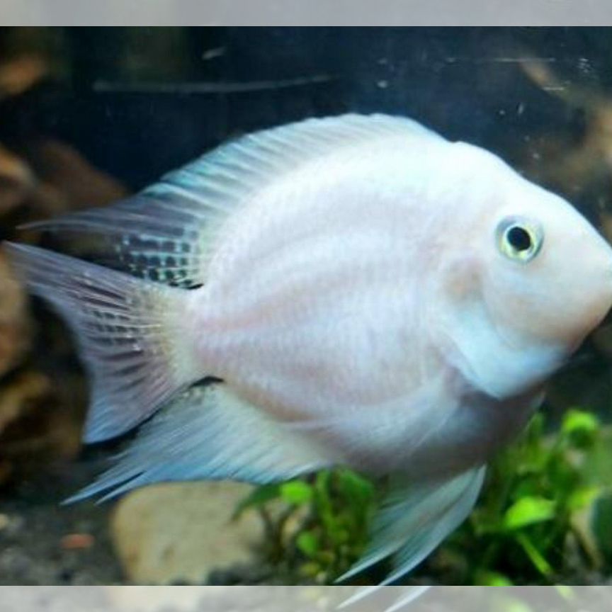 Рыбка попугай платиновый